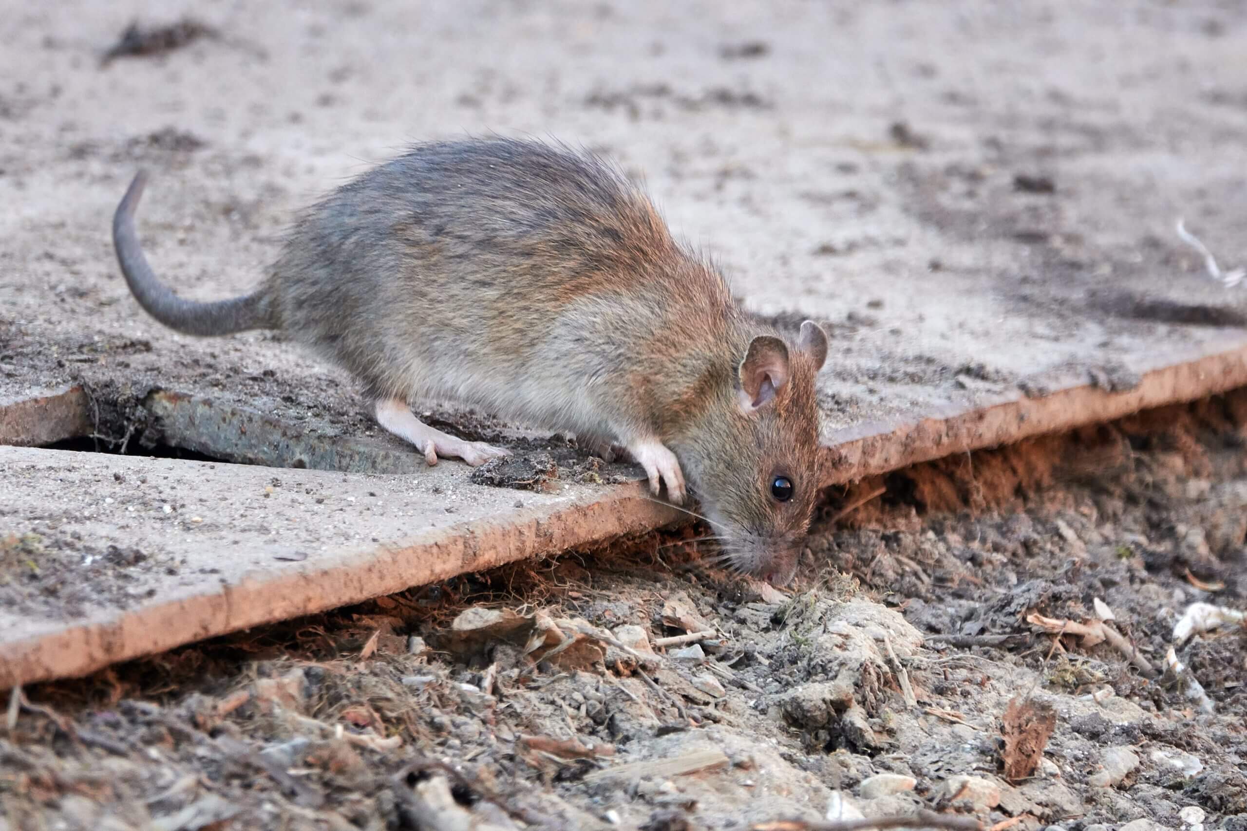 Rodent Removal | Say Goodbye to Rats and Mice - DIXON PEST CONTROL
